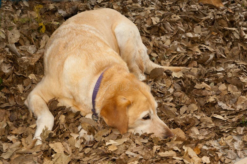 Dog resting stock image. Image of animal, lies, rest - 24221301