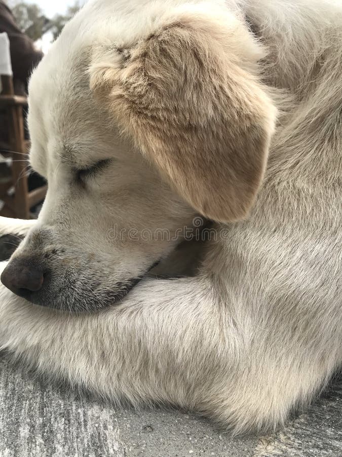 The Dog is Resting in the Afternoon Stock Image - Image of brown ...