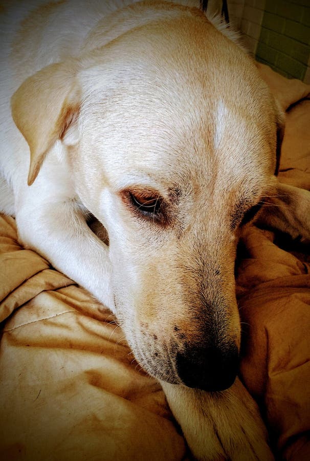 Dog resting stock photo. Image of resting, labrador - 93740540