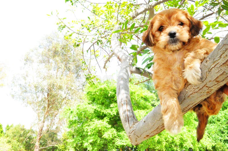 Dog on a tree branch stock image. Image of tree, pedigreed - 106694095