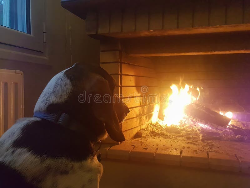 Dog Looking at Fire in Fireplace Stock Image - Image of homey, house ...