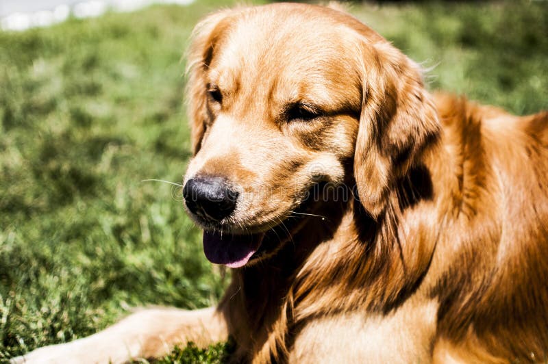 Dog resting stock image. Image of lunch, back, looking - 77738009