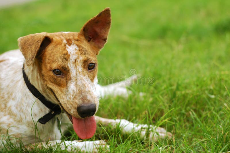 Dog Resting on Ground stock image. Image of stray, friend - 2546287