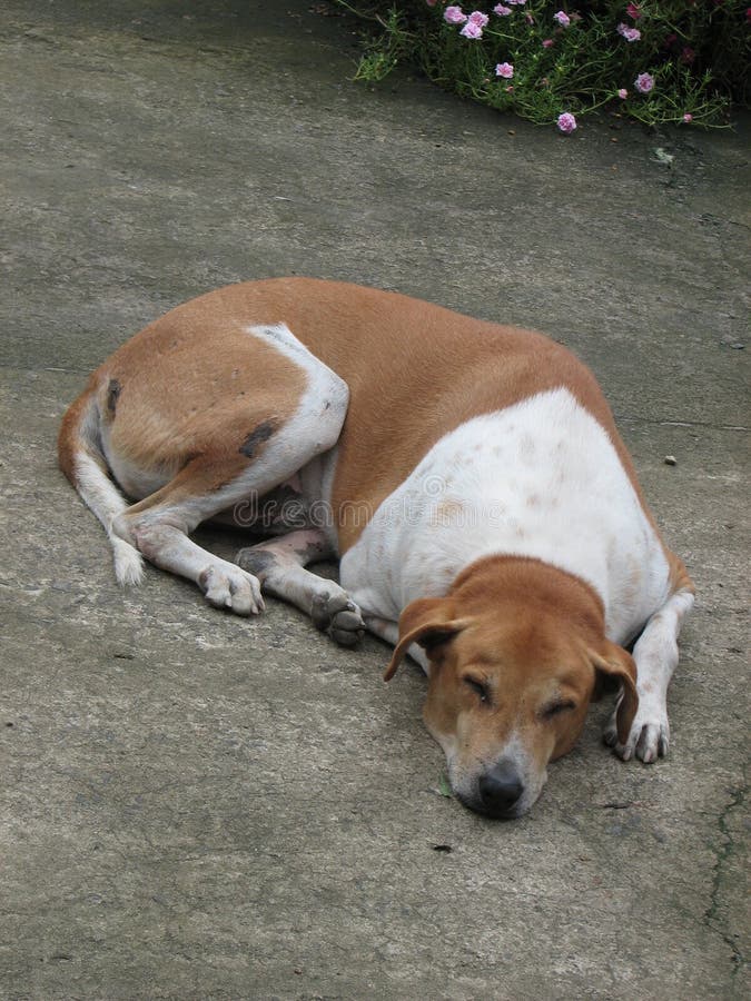 Dog resting on the ground stock photo. Image of ground - 43804246
