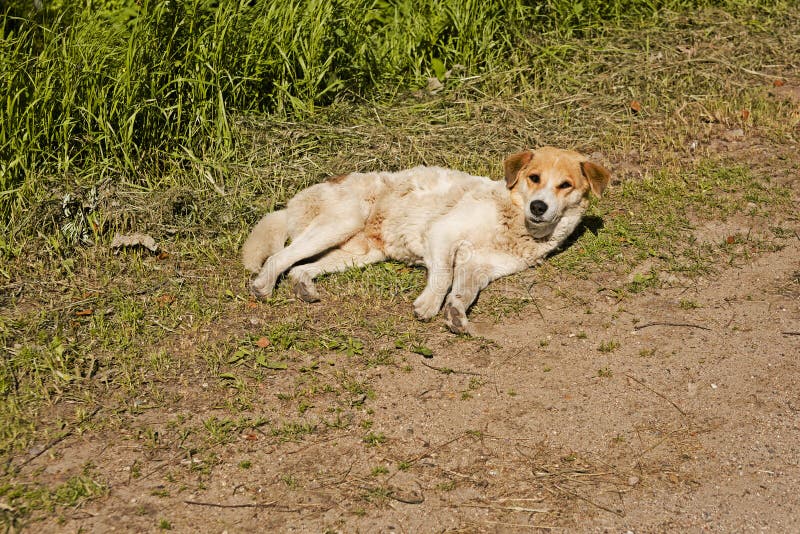 Dog resting stock image. Image of lazy, outdoor, animal - 122106571