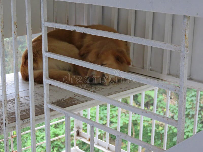 Dog resting in kennel stock image. Image of cute, domesticated - 264930167