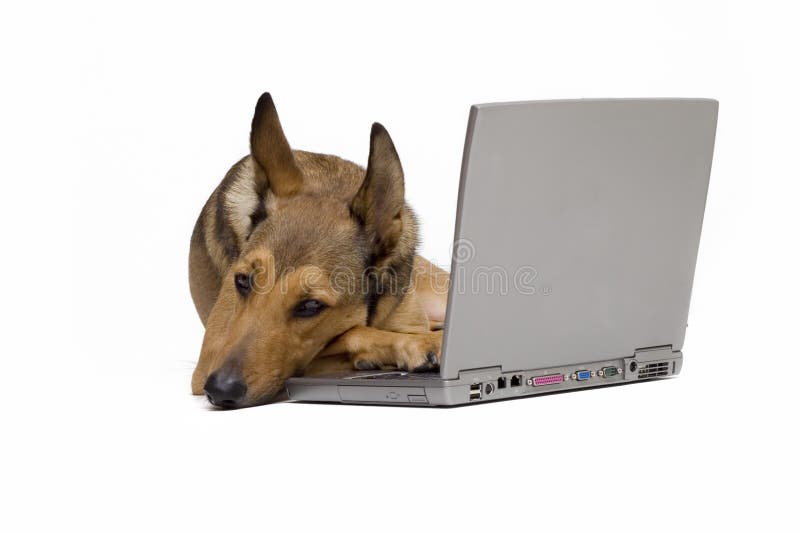 Dog is resting on laptop stock photo. Image of internet - 1908256