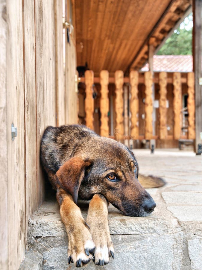 Dog resting outdoors stock image. Image of relaxes, resting - 10951067