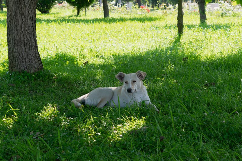 The Dog is Resting in the Shade of Trees in the Park on a Hot Summer ...