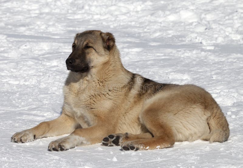 Dog Resting in Snowy Ski Slope Stock Image - Image of nature, sunlight ...