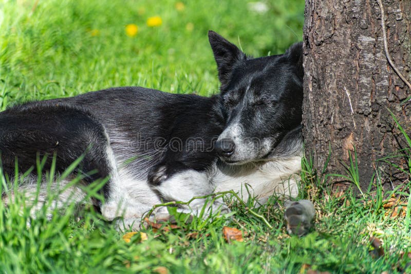 Dog Resting on Tree in a Natural Environment Stock Image - Image of ...