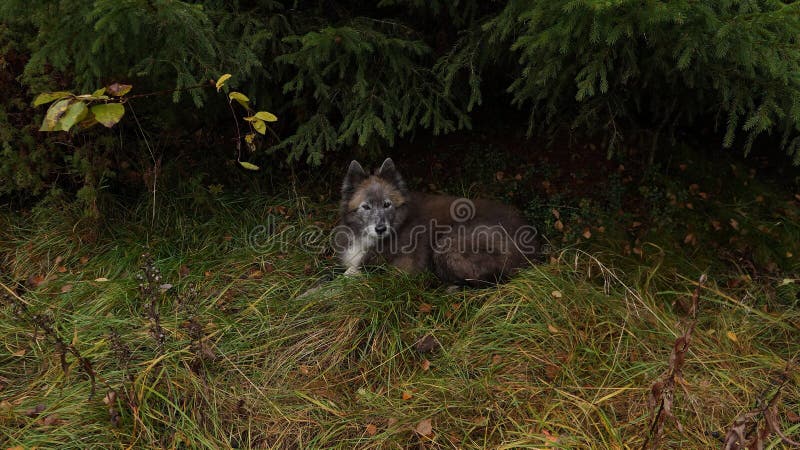 Dog Resting Under Spruce in a Clearing in the Autumn Forest Stock Image ...