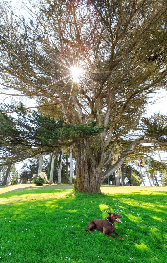 Dog resting under the tree stock image. Image of park - 45464189