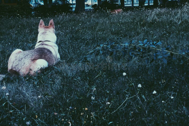 Dog stock image. Image of evening, restraint, nature - 74131453