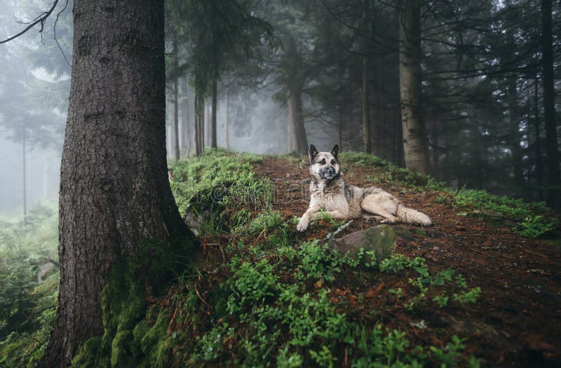 Dog Rests Path Forest Stock Photos - Free & Royalty-Free Stock Photos ...
