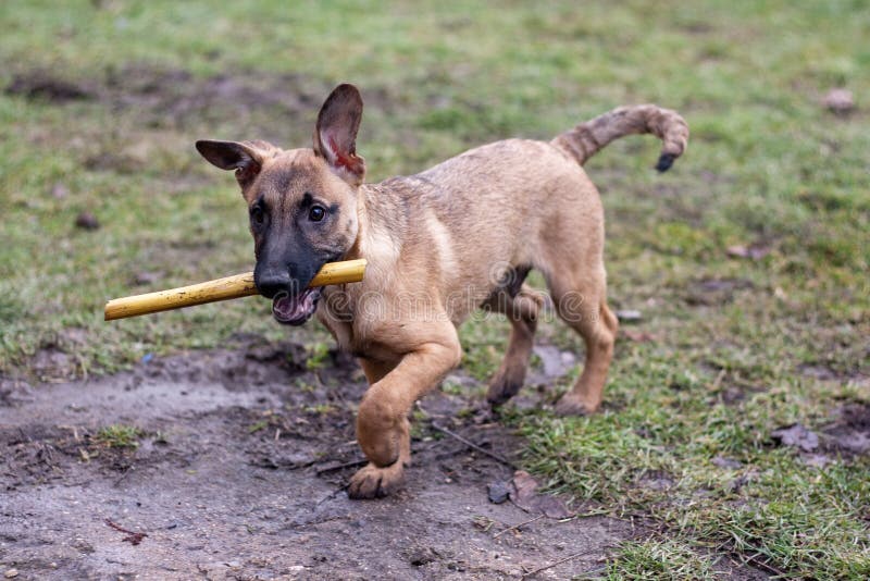 Dog retrieving stock image. Image of grass, mammal, bring - 17955181
