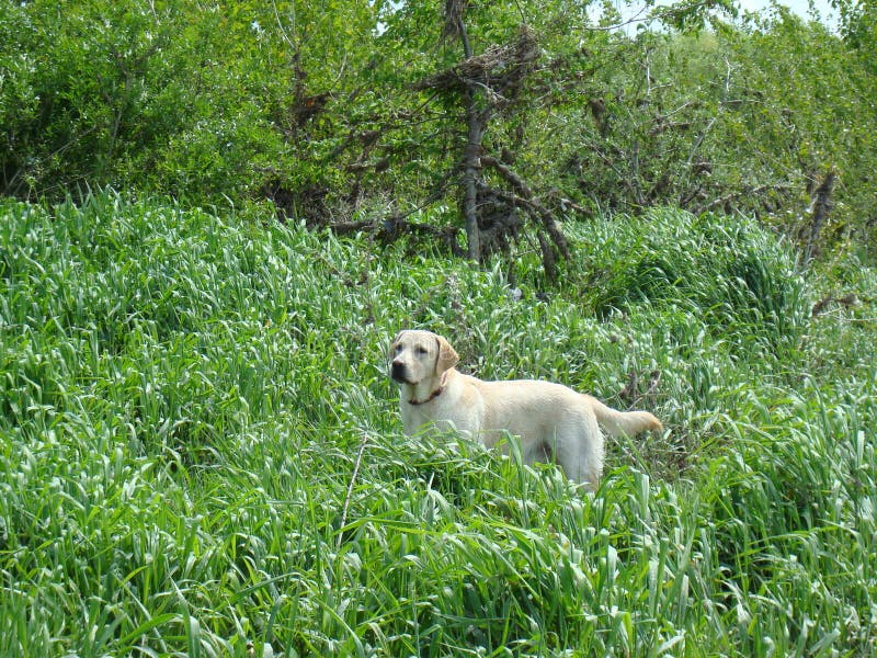 Dog retrieving stock photo. Image of river, retriever - 26702802