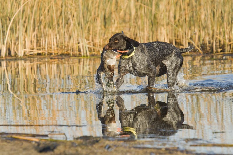 Dog Retrieving a duck stock image. Image of decoy, decoying - 27657817