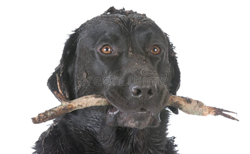 Dog retrieving a stick stock photo. Image of emotion - 77970834