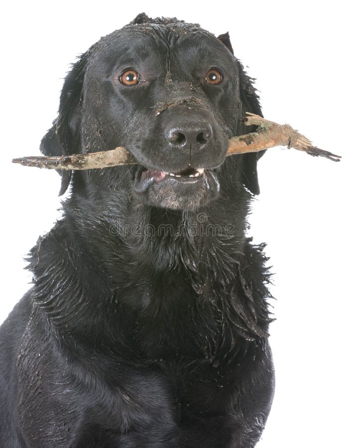 Dog retrieving a stick stock photo. Image of emotion - 77970834