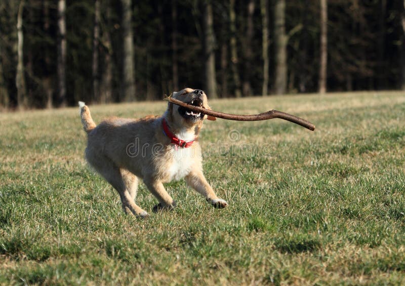 Dog retrieving a stick stock image. Image of playing - 64735121