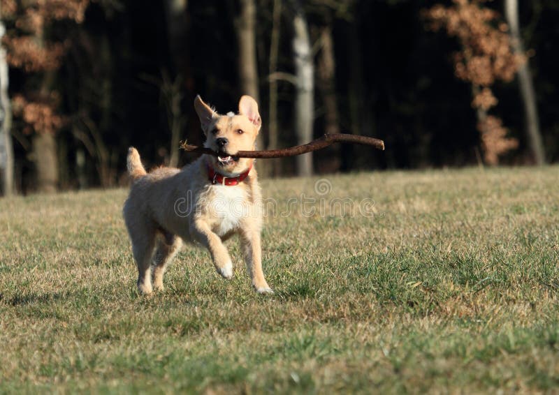 Dog retrieving a stick stock image. Image of playing - 64735121