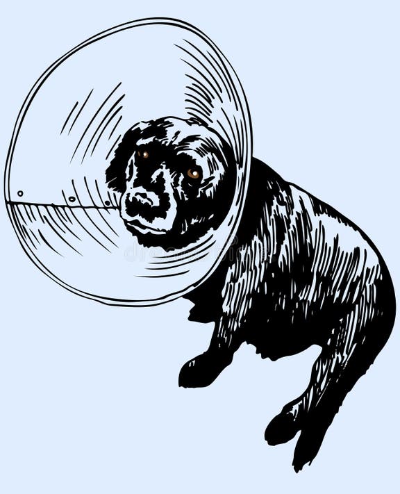 Dog Head Cone Stock Illustrations – 337 Dog Head Cone Stock ...