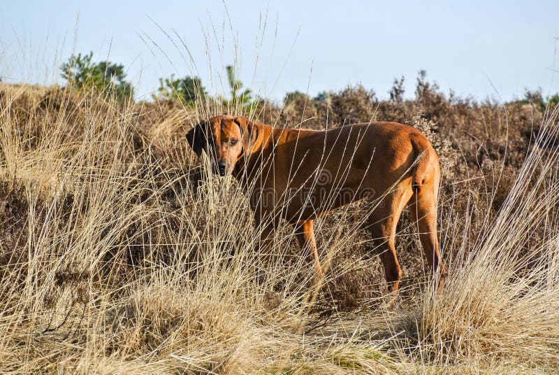 Dog Rhodesian Ridgeback Hidden in Tall Grass Stock Image - Image of ...