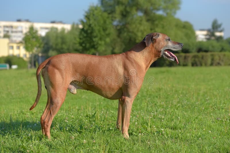 Dog Rhodesian Ridgeback for a Walk Stock Image - Image of bokeh ...