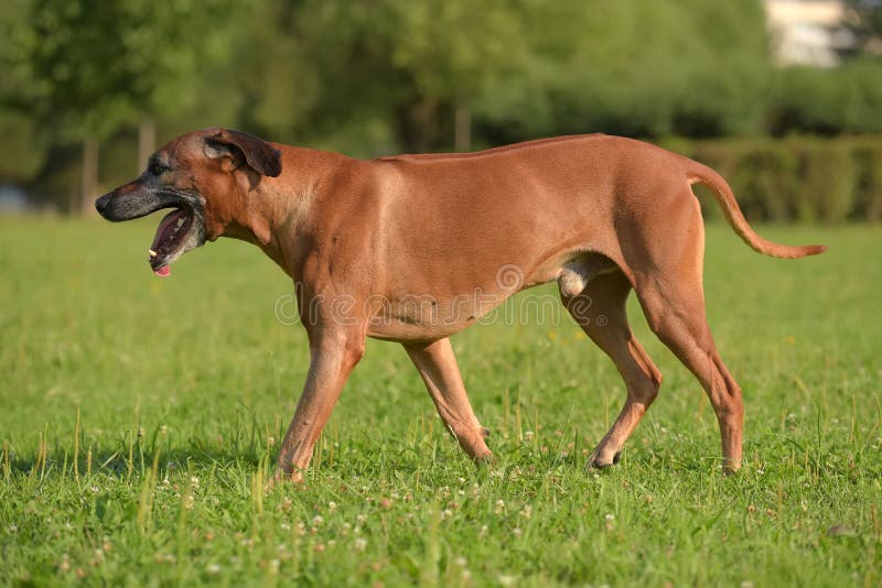 Detail of Old Rhodesian Ridgeback Stock Photo - Image of canine ...