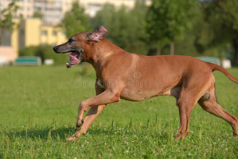Detail of Old Rhodesian Ridgeback Stock Photo - Image of canine ...