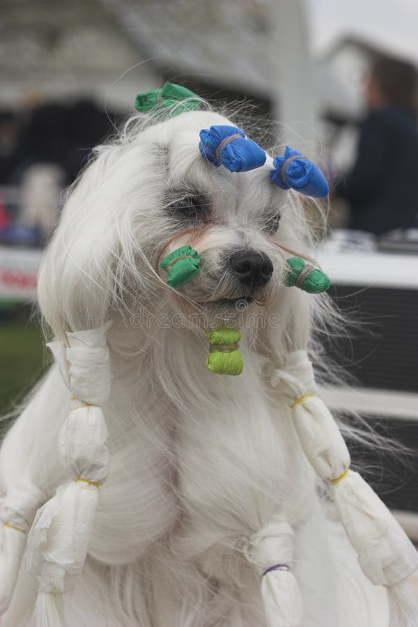 Dog With Ribbon Picture. Image: 619689