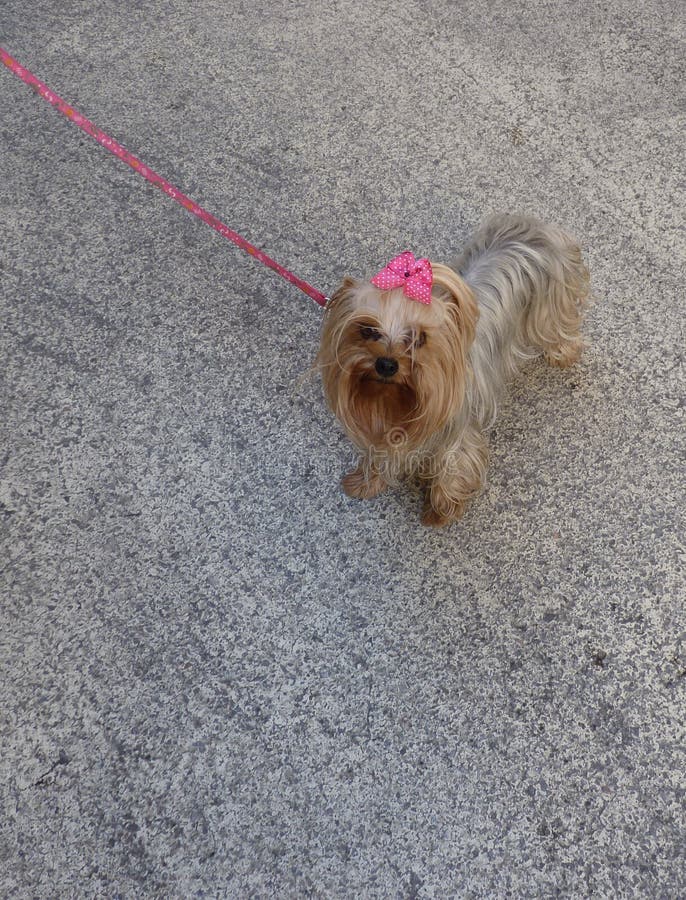 A dog with a ribbon stock photo. Image of purebred, portrait - 77922668