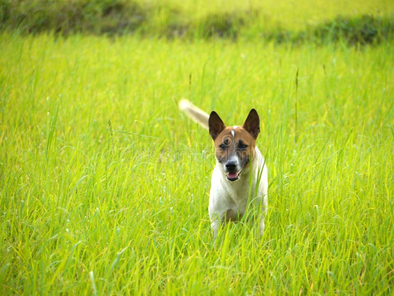 DOG stock image. Image of pets, fresh, plant, rice, grass - 95069907