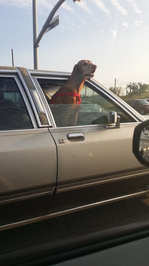 Dog rider stock image. Image of music, road, rage, rider - 46952701