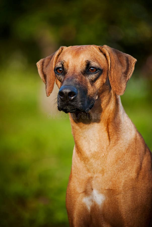 Rhodesian Ridgeback Hound Dog Stock Photo - Image of muzzle, tongue ...