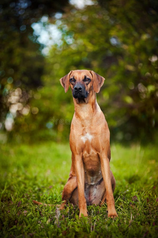Rhodesian Ridgeback dog stock image. Image of animal, hill - 2101221