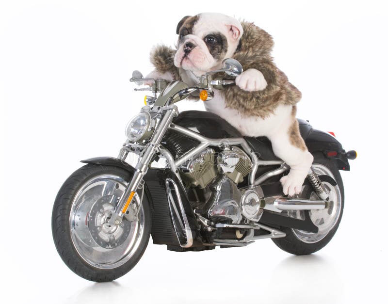 425 Dog Riding Motorcycle Stock Photos - Free & Royalty-Free Stock ...