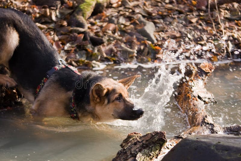 Dog in river stock photo. Image of canine, sports, transparent - 17083566