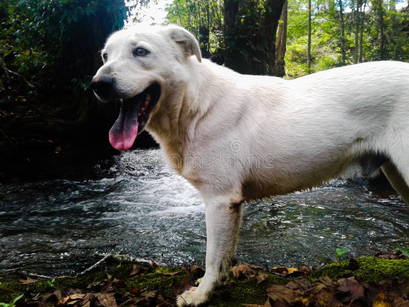 Dog stock photo. Image of perro, blue, nature - 110253238