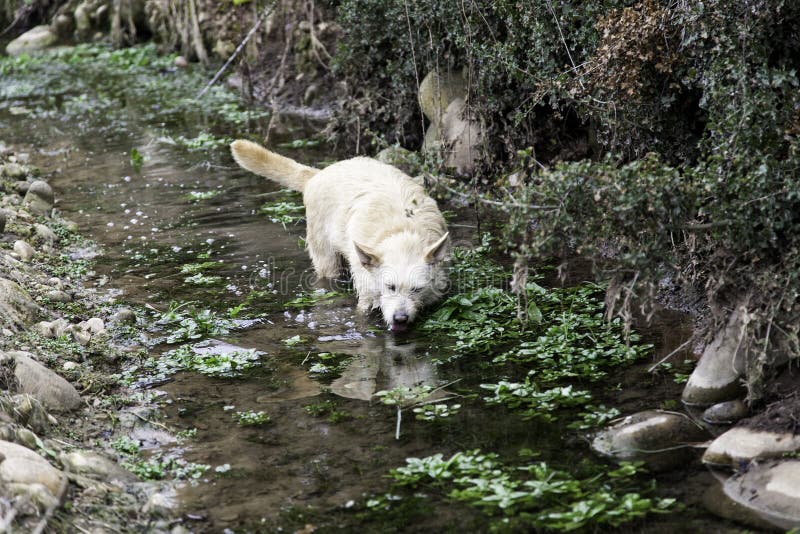 Dog in river stock image. Image of dogs, hound, breed - 91354269