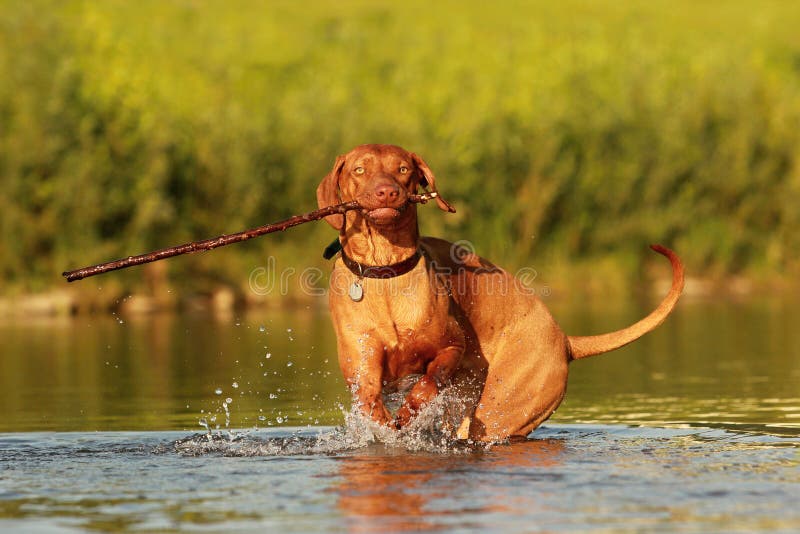 Dog in river stock image. Image of nature, animal, rhodesian - 31750745