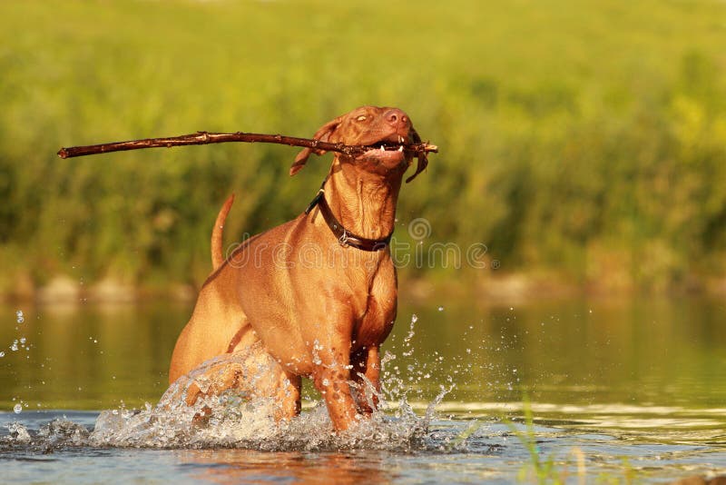 Dog in river stock image. Image of water, doggy, rhodesian - 31750753