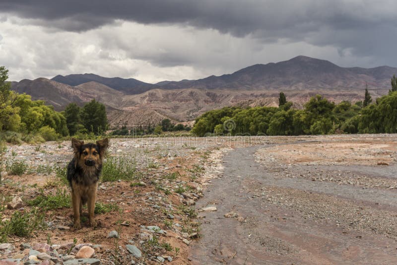 Dog and river stock image. Image of mountains, cute, summer - 65271335