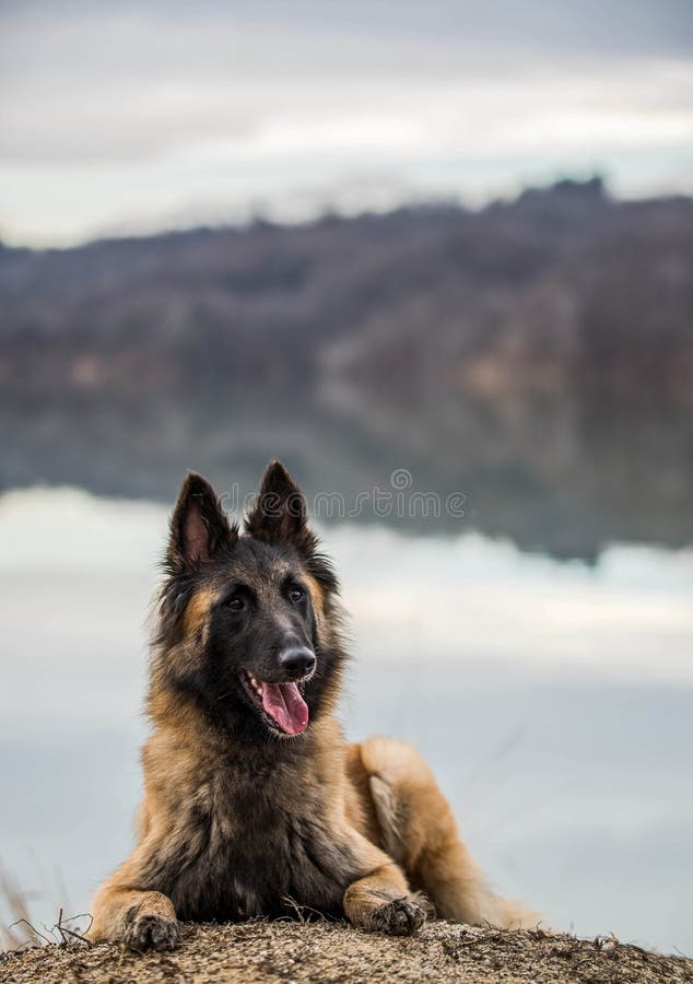 Dog on the riverside stock photo. Image of autumn, riverside - 51296684
