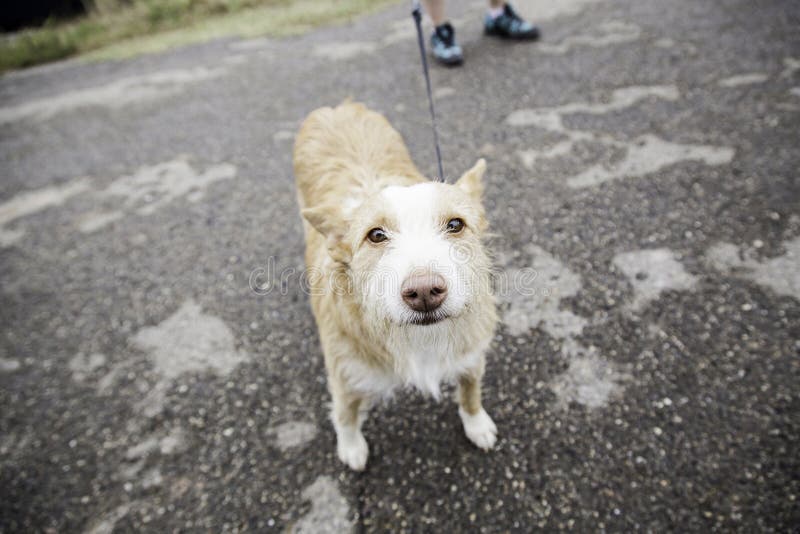 Dog road stock image. Image of background, breeds, exterior - 60821611