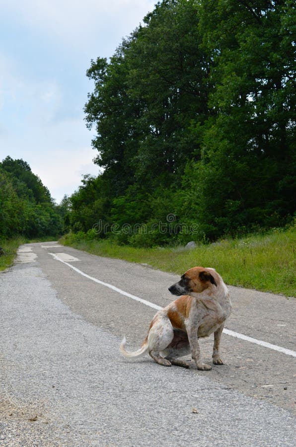 Dog on the road stock image. Image of tree, road, color - 120764529