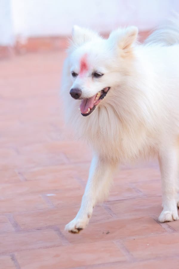 Dog roaming on the terrace stock image. Image of looking - 235950115