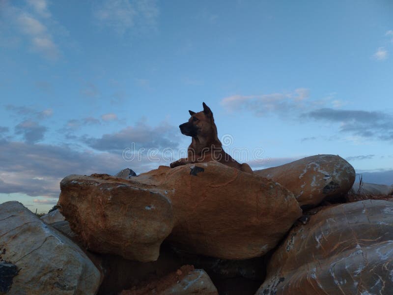 Dog on rock stock image. Image of wood, monument, landscape - 234955375
