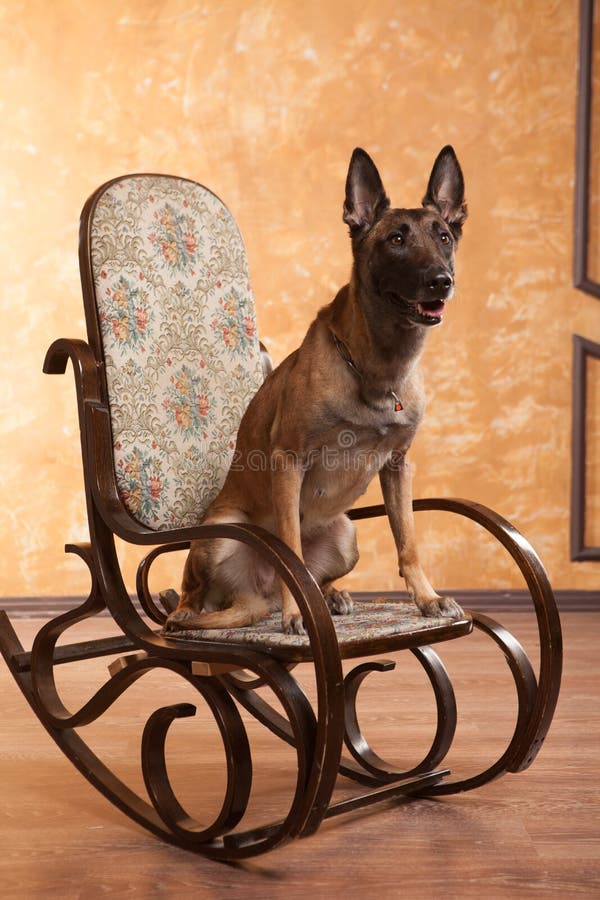 Dog on the rocking chair stock photo. Image of pedigree - 85916808